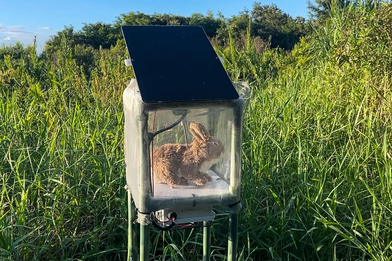 Robotic Rabbots Deployed in Florida to Combat Snake Invasion: Content ...