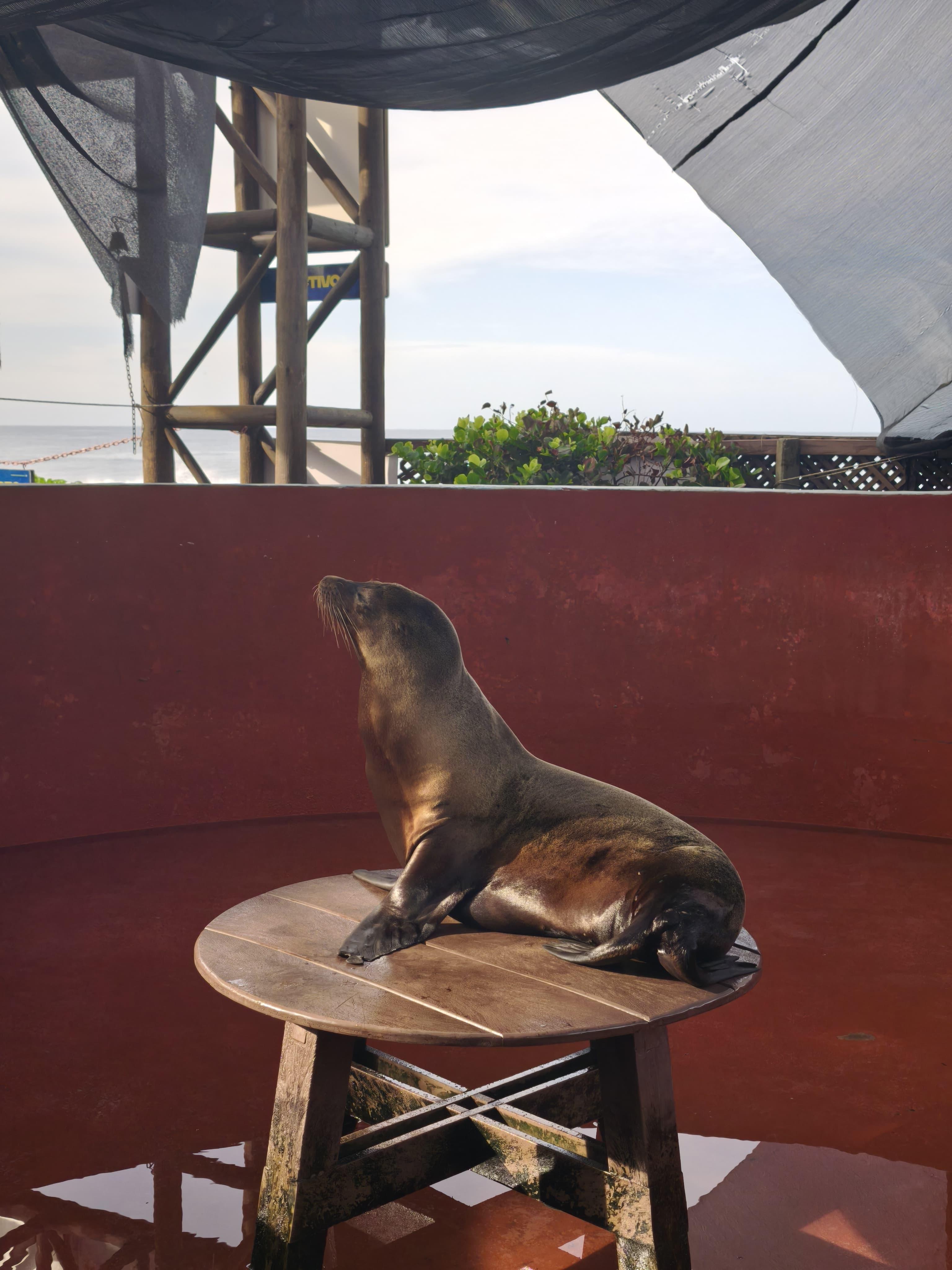 Así fue la liberación del león marino rehabilitado frente a las costas ...